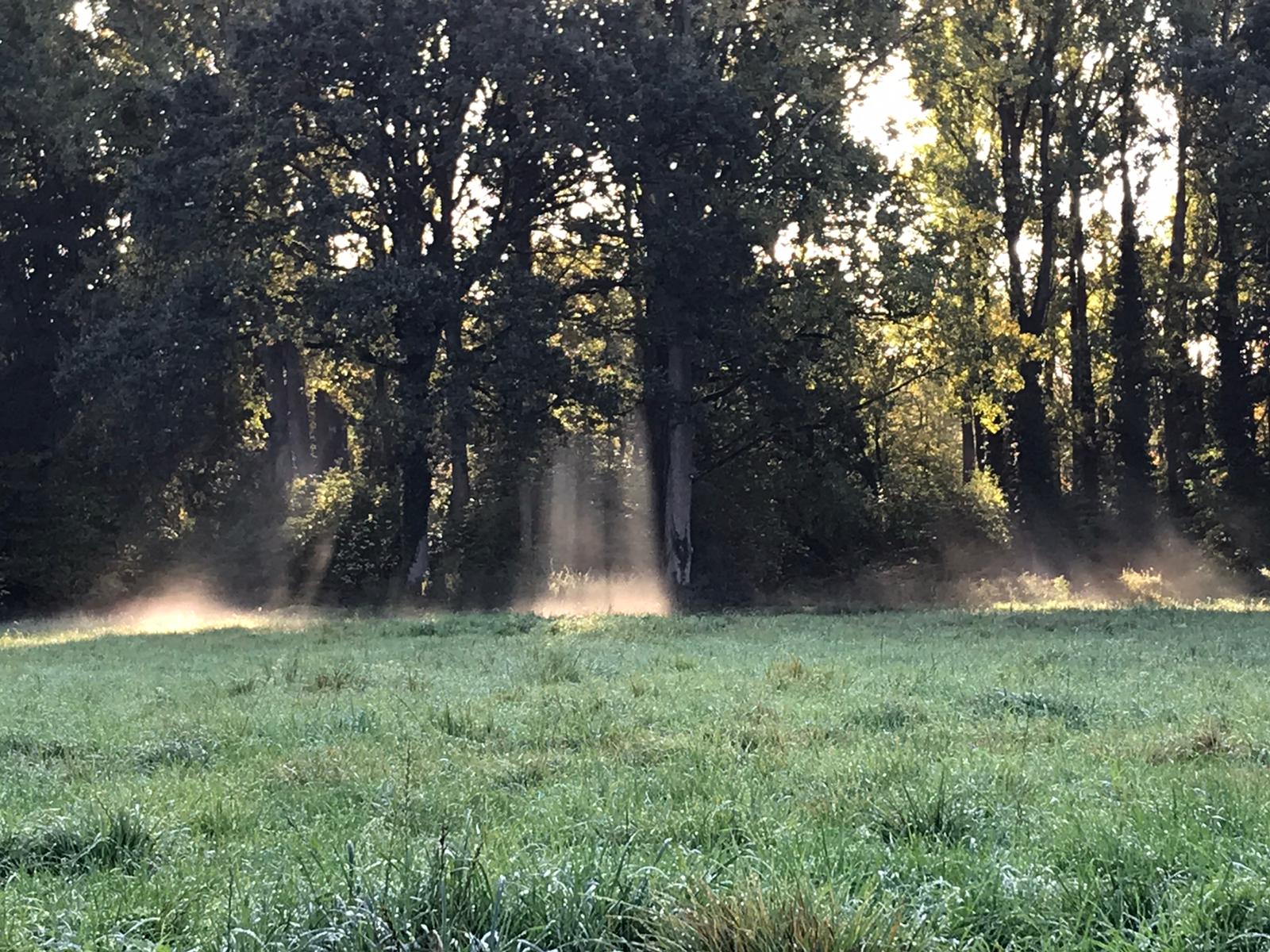 WaldMenschNatur - einzigartige Wald- und Naturerlebnisse ...
